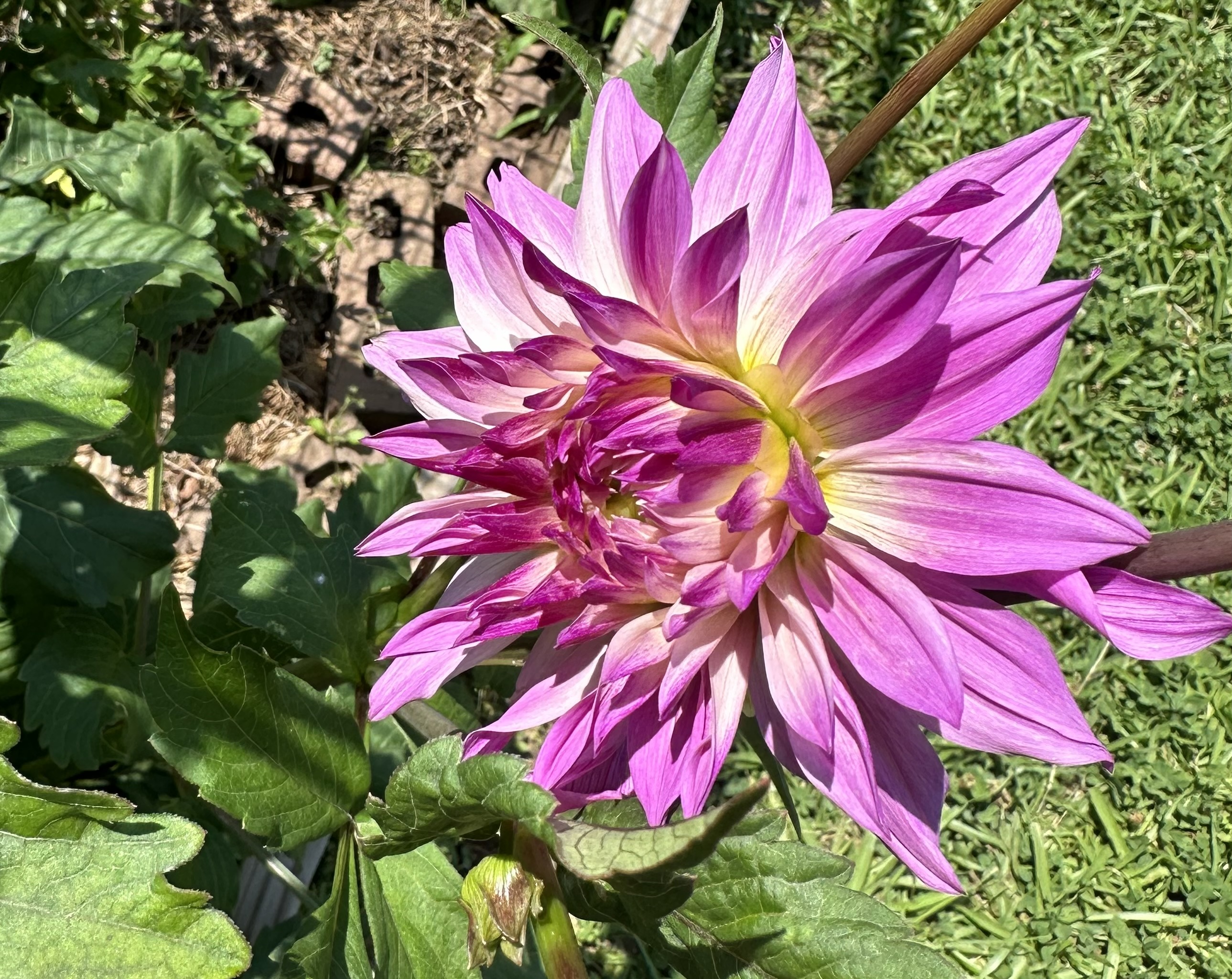 Flowers, Bees, Butterflies, and Moths – CC Pygmy Goats