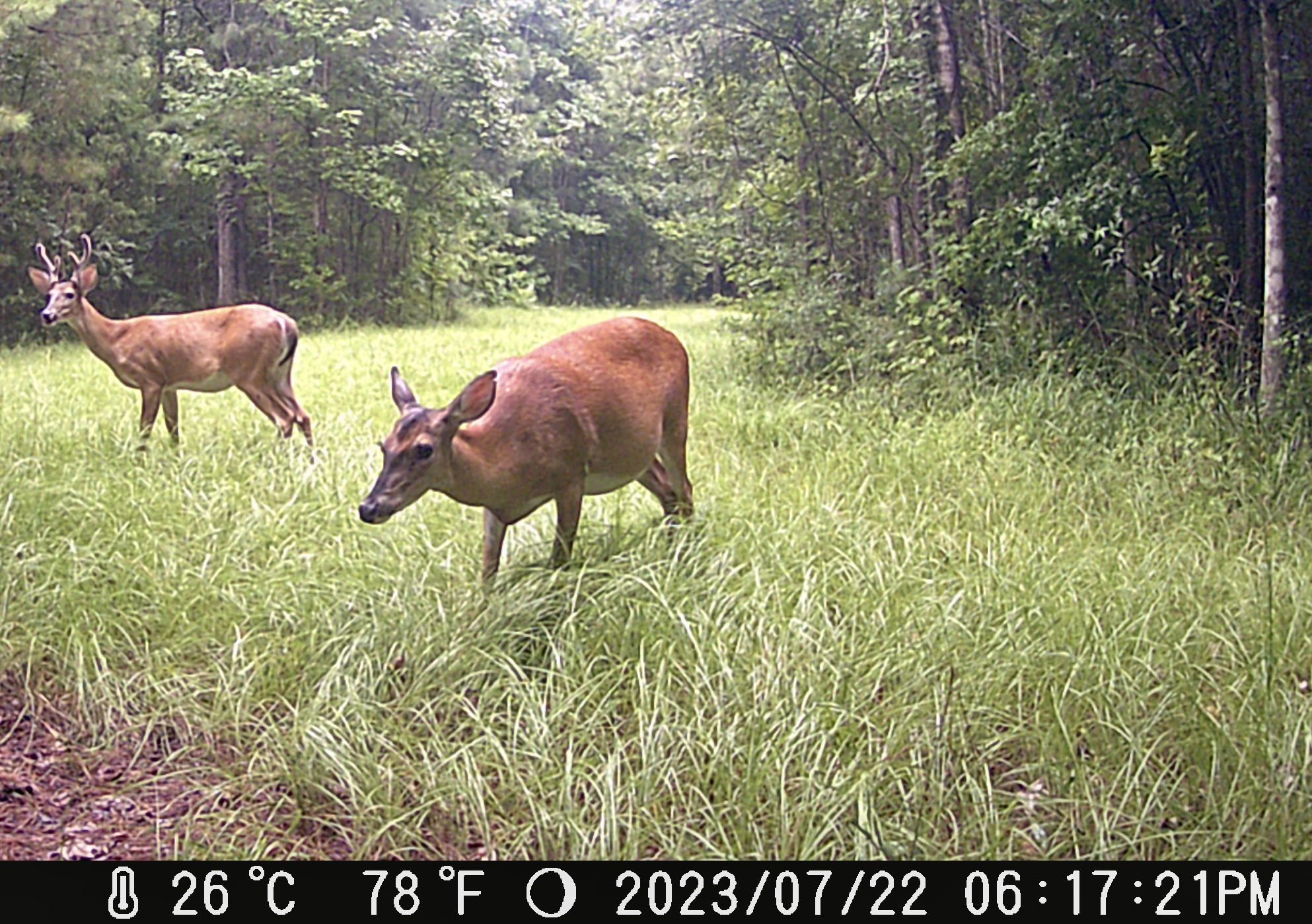 Trail Cameras reveal our visitors: Bear, Bobcat, deer, hogs, turkeys ...