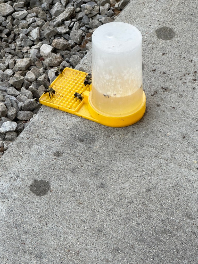 Goats, Bees, Butterflies, and stinging Caterpillars – CC Pygmy Goats