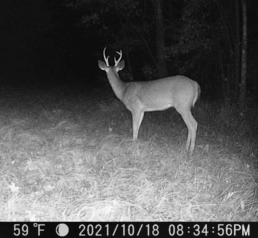 Fishing, Deer, Bear, harvesting, and Halloween. – CC Pygmy Goats