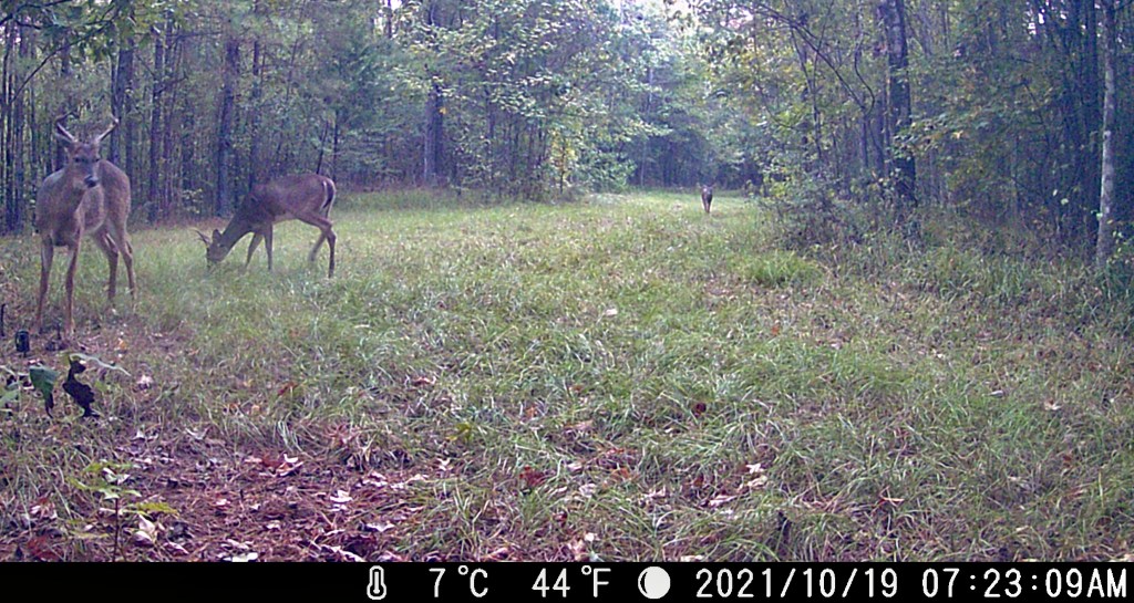 Fishing, Deer, Bear, harvesting, and Halloween. – CC Pygmy Goats