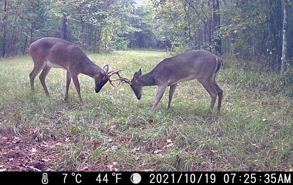 Fishing, Deer, Bear, harvesting, and Halloween. – CC Pygmy Goats