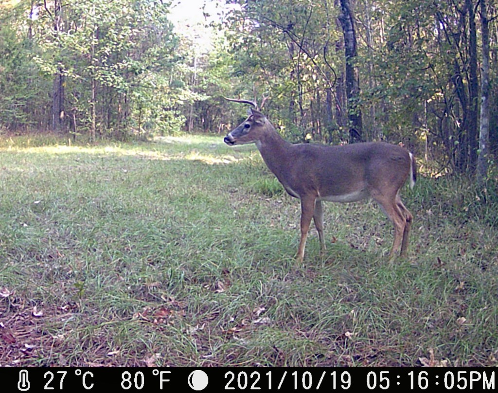 Fishing, Deer, Bear, harvesting, and Halloween. – CC Pygmy Goats