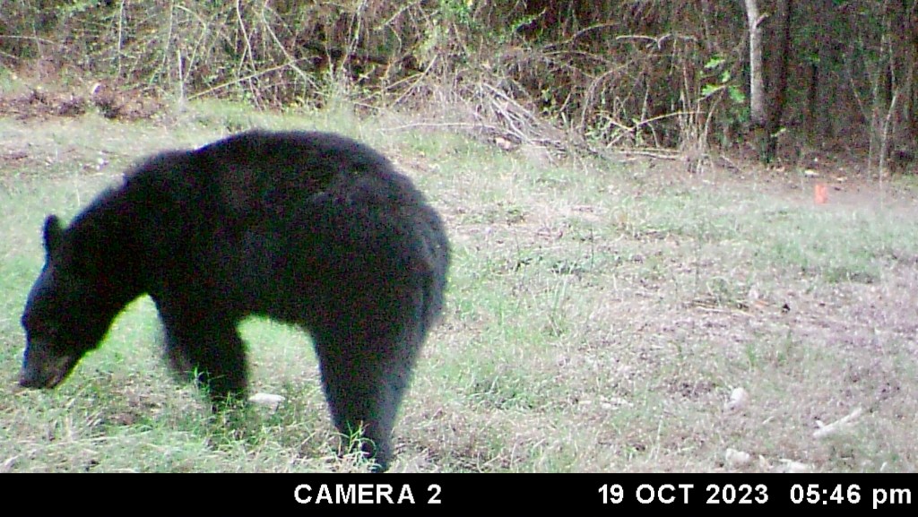 Fishing, Deer, Bear, harvesting, and Halloween. – CC Pygmy Goats